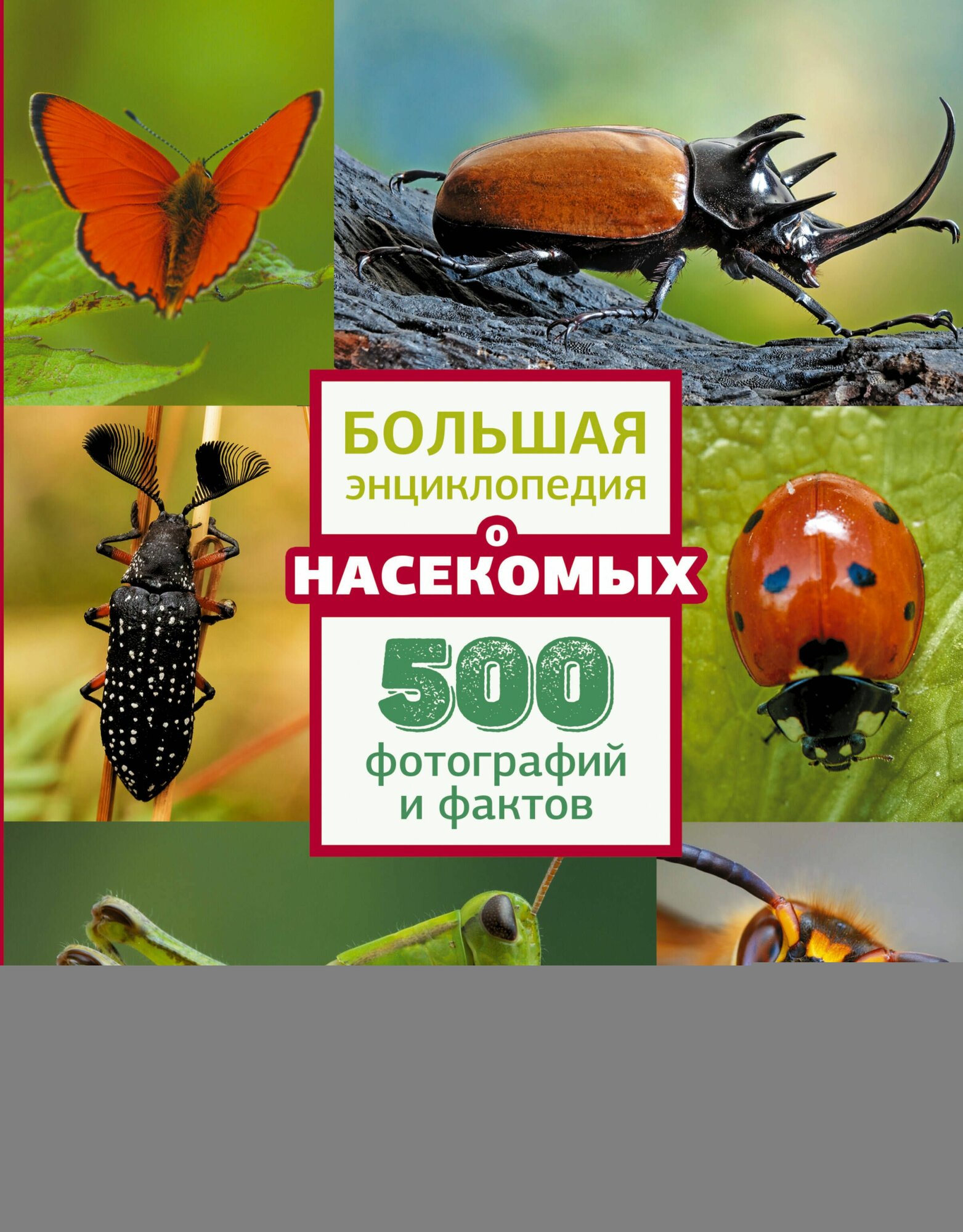 Большая энциклопедия о насекомых. 500 фотографий и фактов