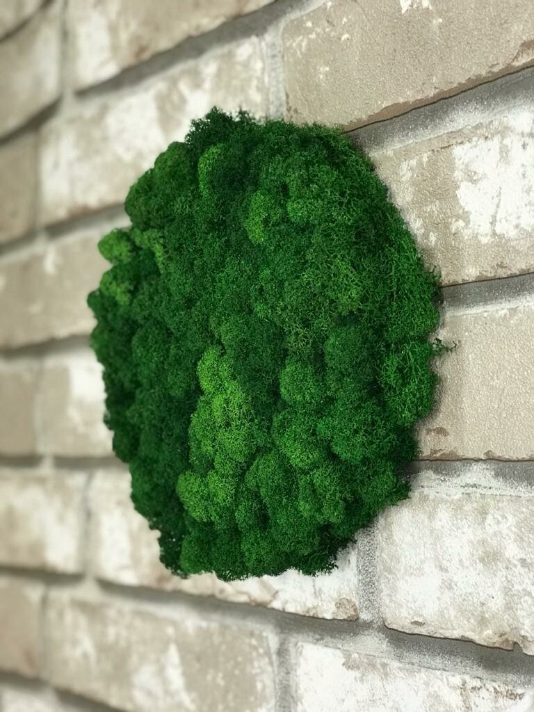 Панно круг 20 см из стабилизированного мха ягеля цвет зеленый для декора и дизайна. Домашний декор зеленым мхом. Озеленение интерьера, комнаты, спальни, детской. Подарок на новоселье