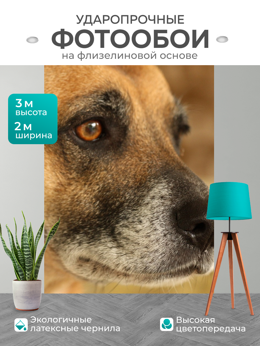 Фотообои моющиеся ударопрочные "Собака, дворняга, гибрида" 200x300 см. флизелиновые на стену