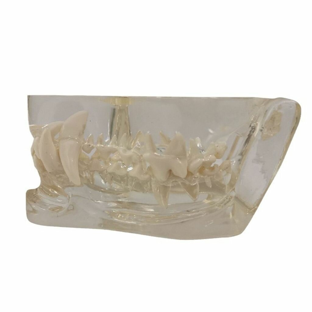 Стоматологическая модель ветеринарного питомца