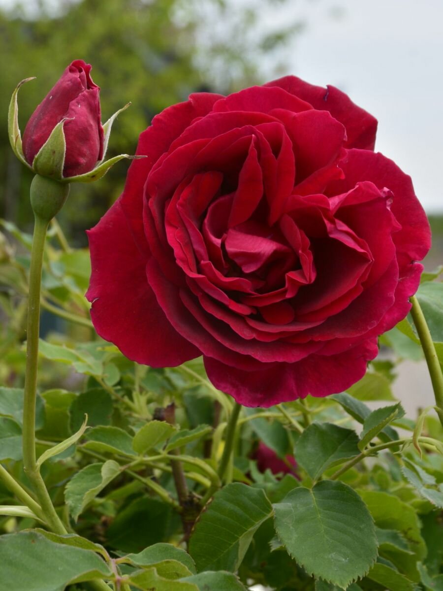 Роза канадская Катберт Грант, 1 шт, морозостойкая, цвет красный