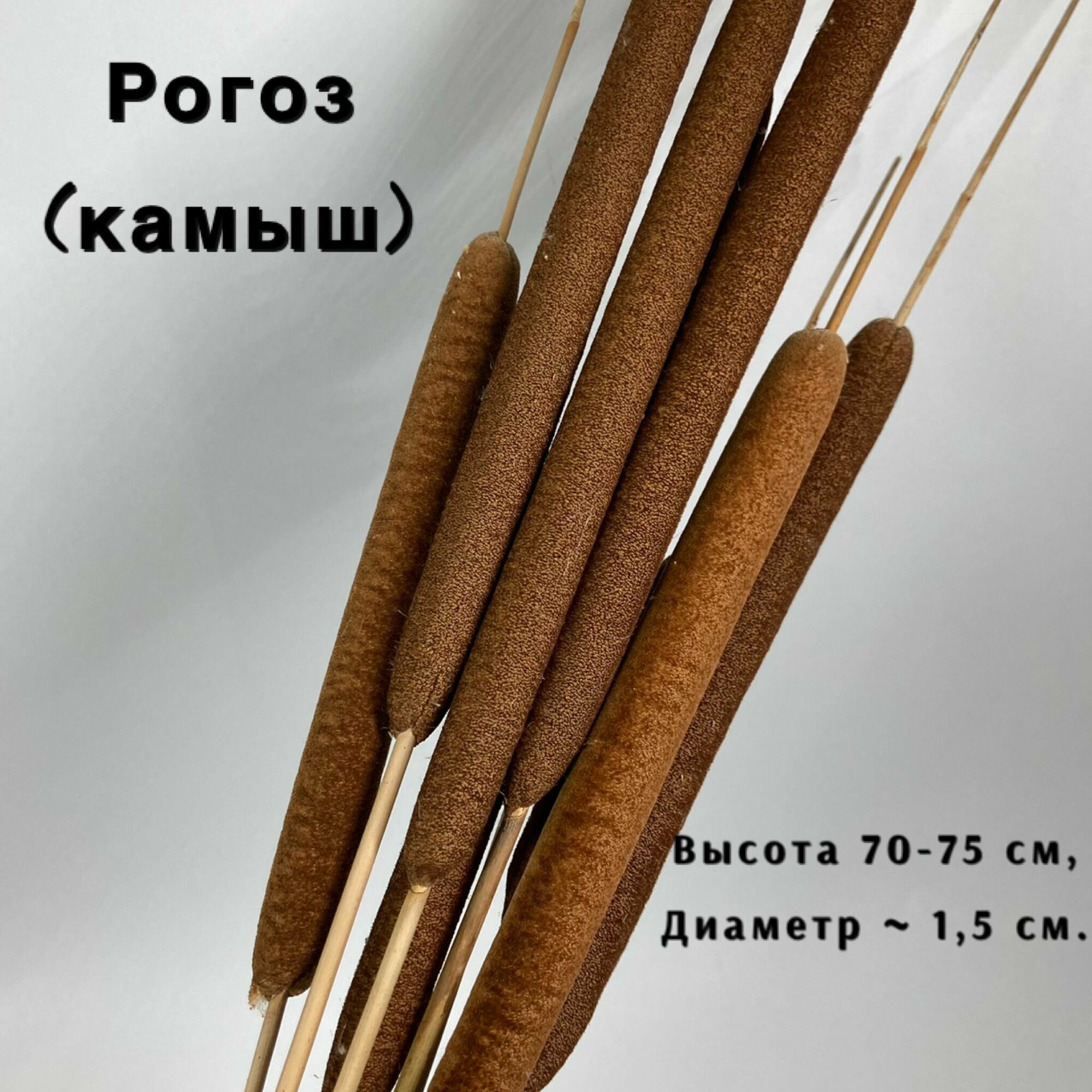 Сухоцветы для декора рогоз (камыш) 5 шт, высота 70-75 см.