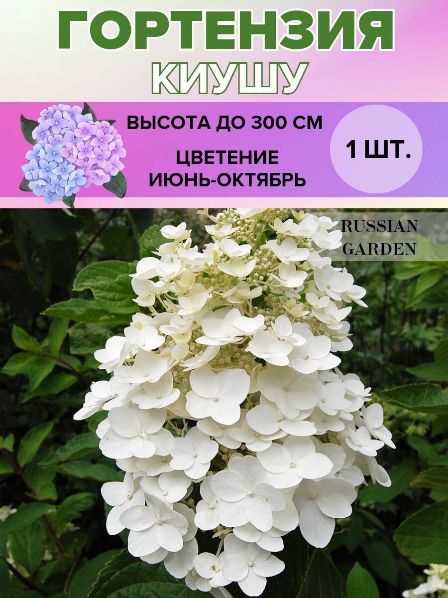 Гортензия метельчатая; гортензия цветок