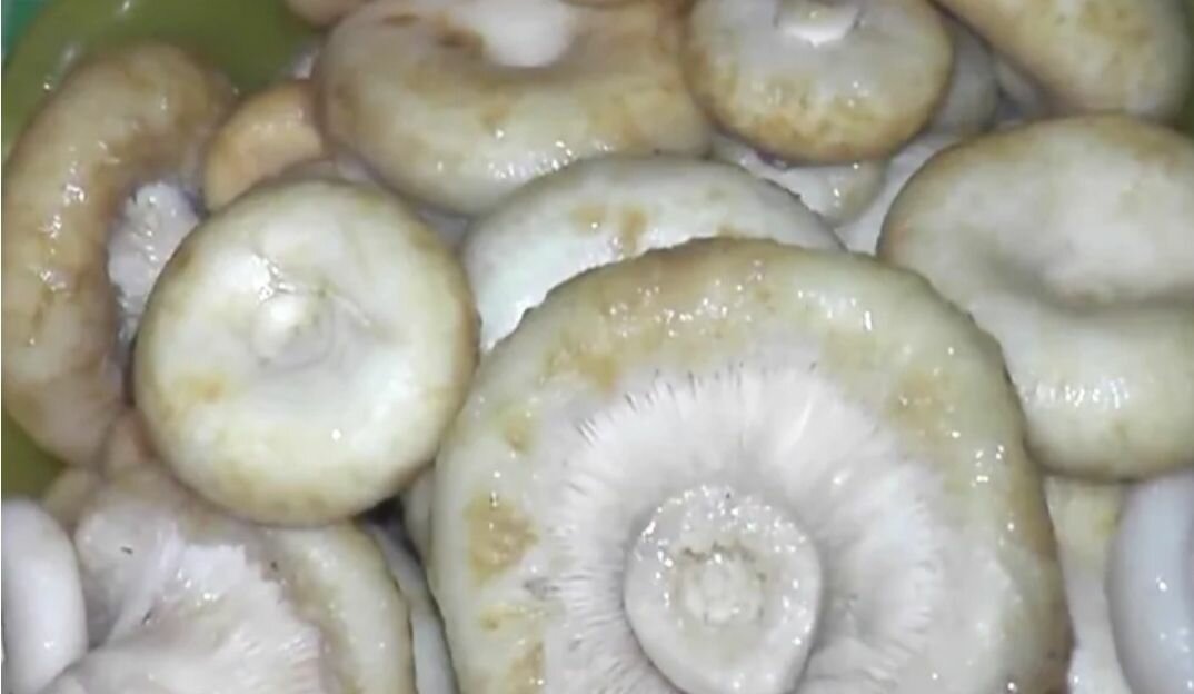 Грузди соленые 3л.