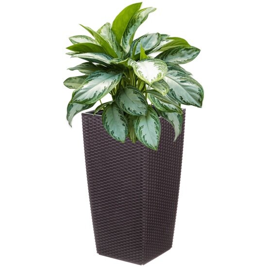 Кашпо EL Casa "Камелия" 29,5*29,5*57 см 42 л ротанг, венге, с черным ведром внутри (640380 Elan)