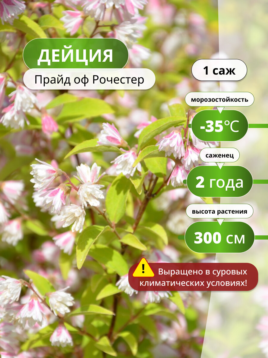 Дейция Прайд оф Рочестер (Pride of Rochester) / дейции, высокорослый кустарник