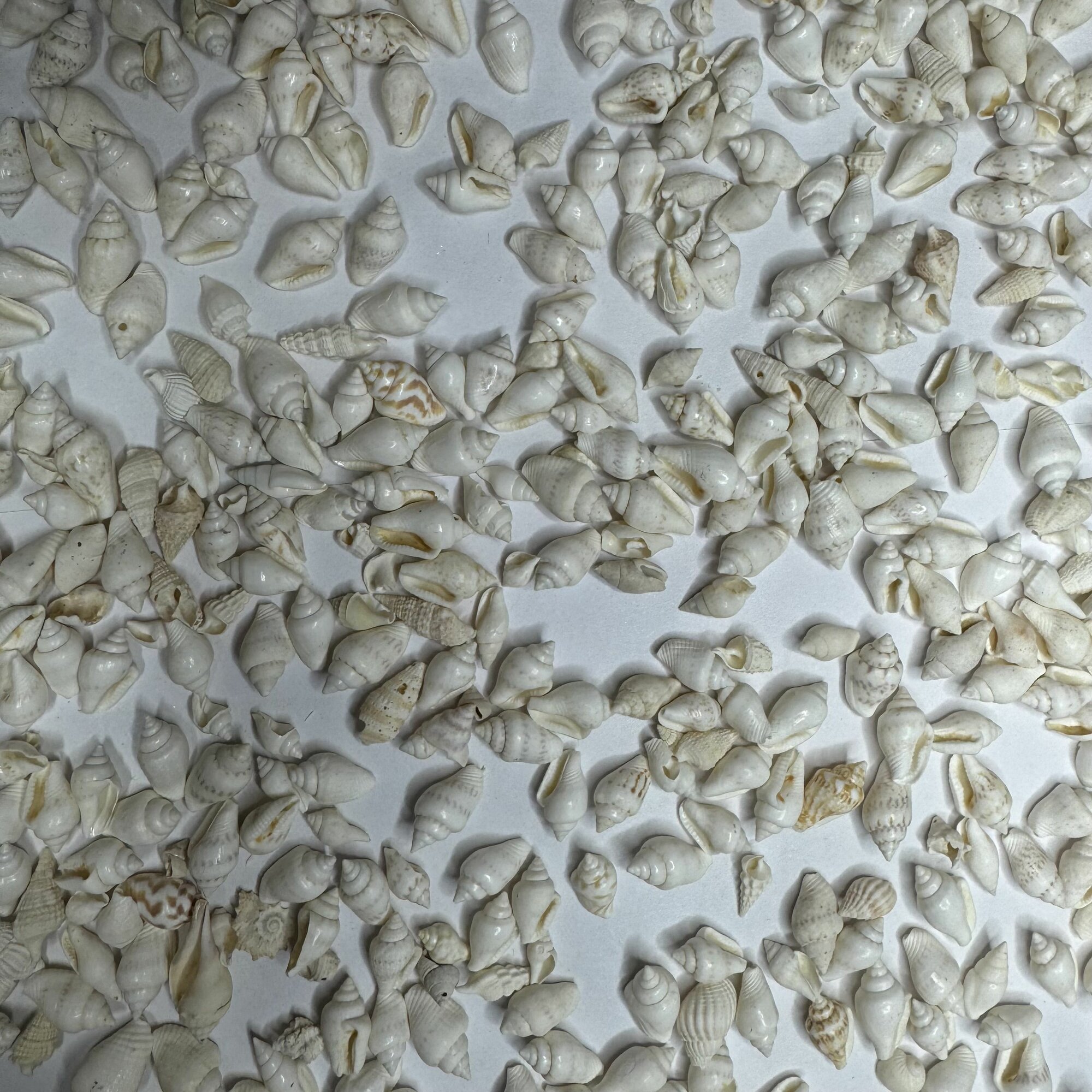 Натуральная морская ракушка Насса белая - 300 грамм