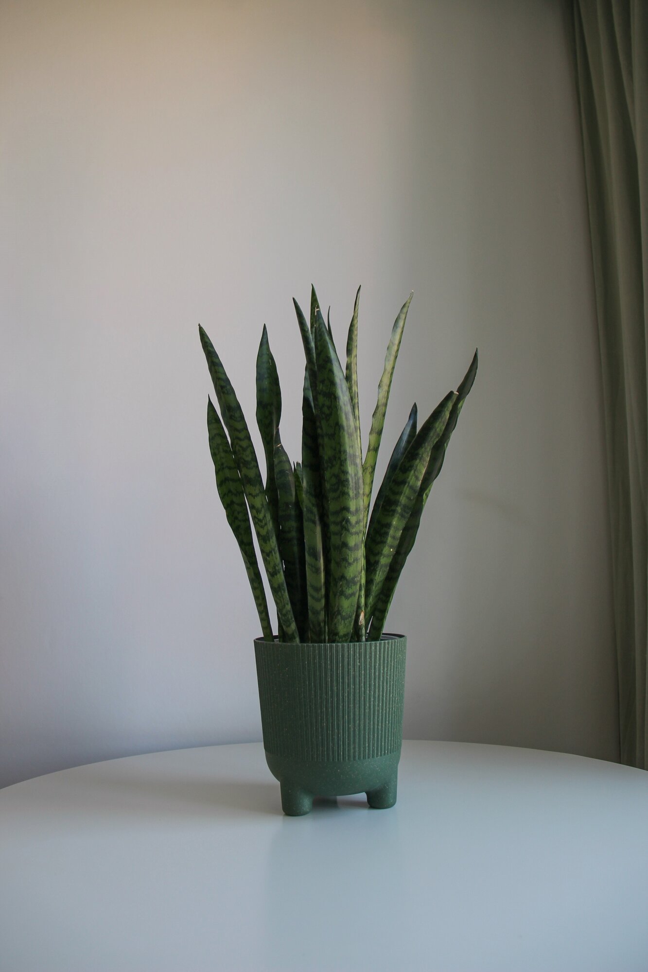 Комнатное растение Северinside "Сансевиерия Зеландика", пересаженное, в зеленом кашпо