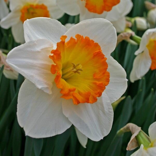 Нарцисс Sound 5 шт