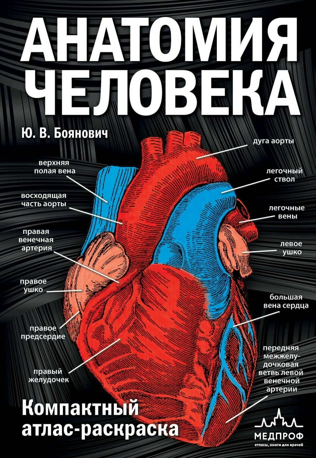 Раскраска ЭКСМО Компактный атлас. Анатомия человека, мягкий переплет, Боянович Ю. В, 224 стр.