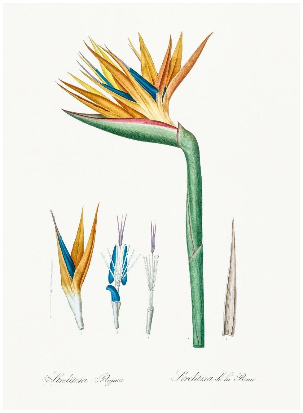 Постер / Плакат / Картина Дикие цветы - Райская лилия 40х50 см в раме