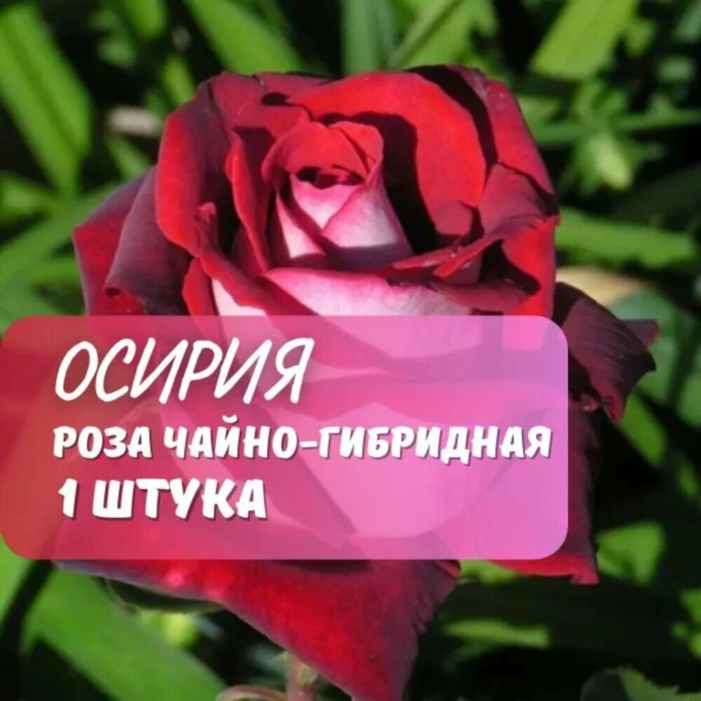 Роза чайно-гибридная Осирия (Osiria) / 1 шт, ароматный, непрерывноцветущий сорт