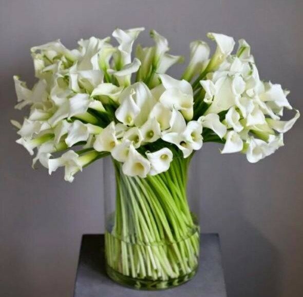 Огромный букет из 101 белой каллы. Белые каллы