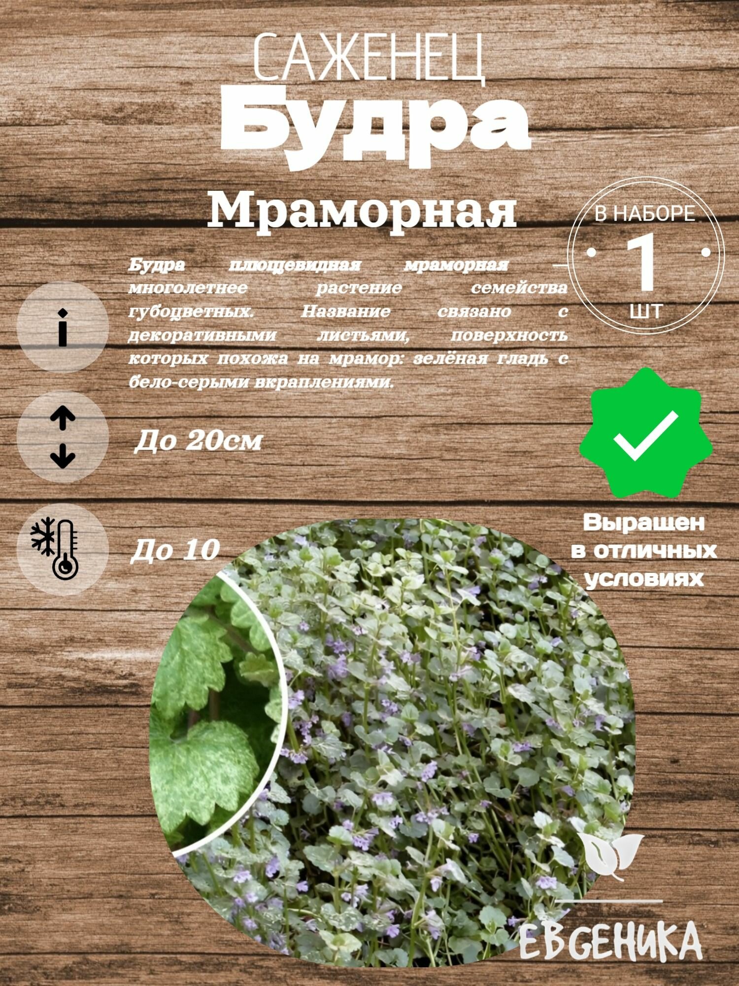 Будра Мраморная