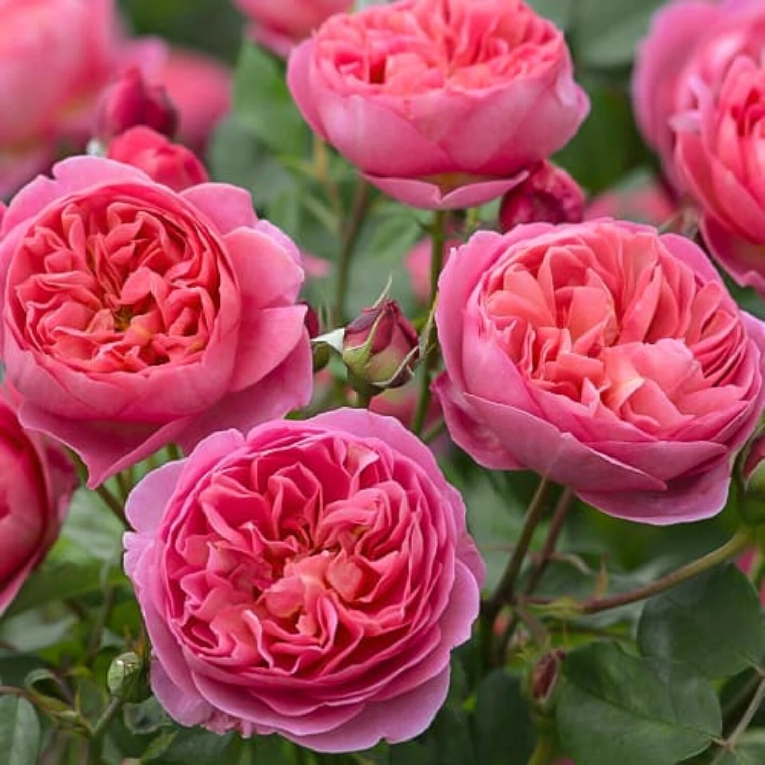 Роза английская Боскобель (Boscobel) , 1 саж, многолетняя , розовая