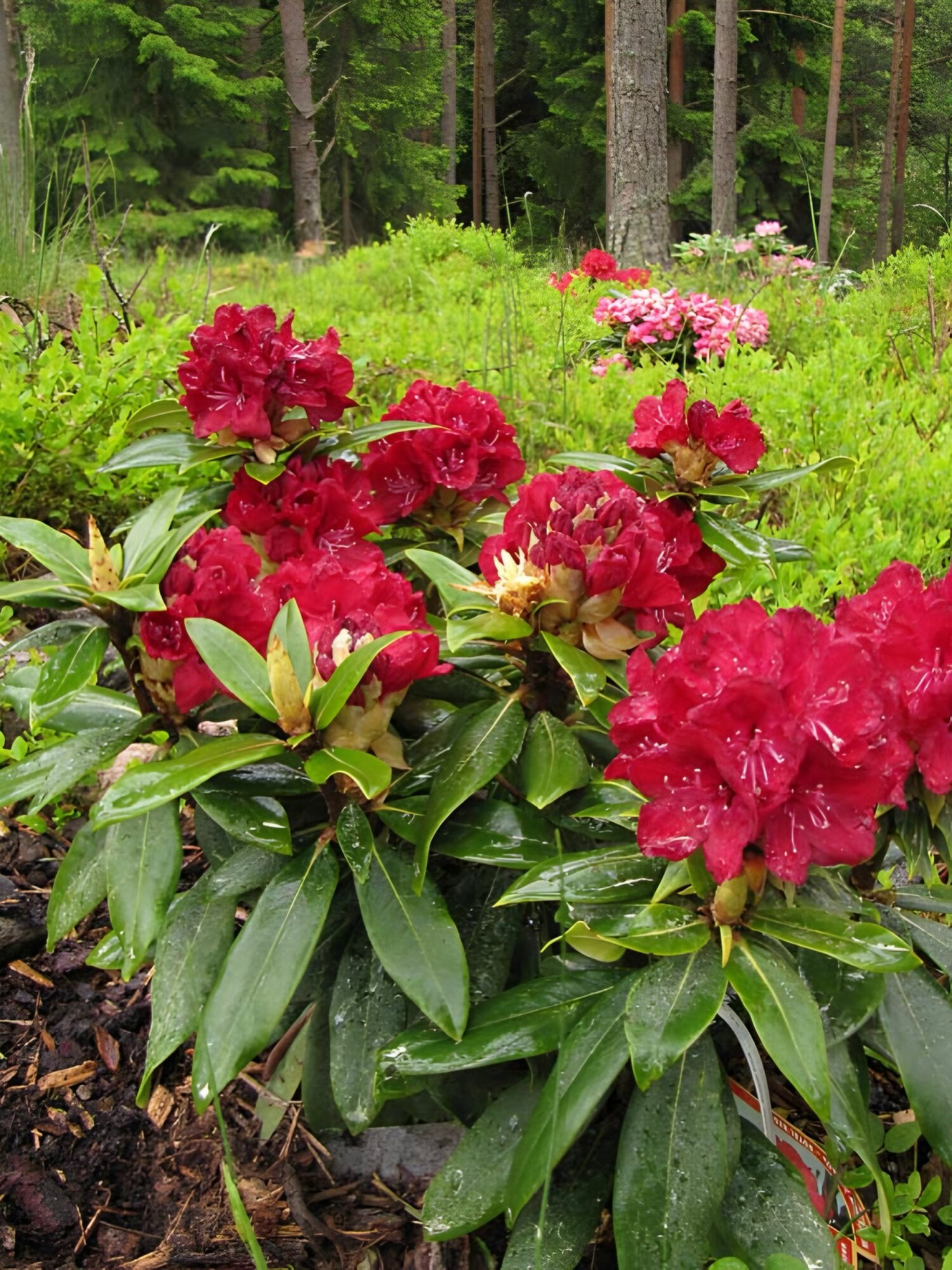 Рододендрон Владислав Ягелло Роял Ред в горшке 0,5л