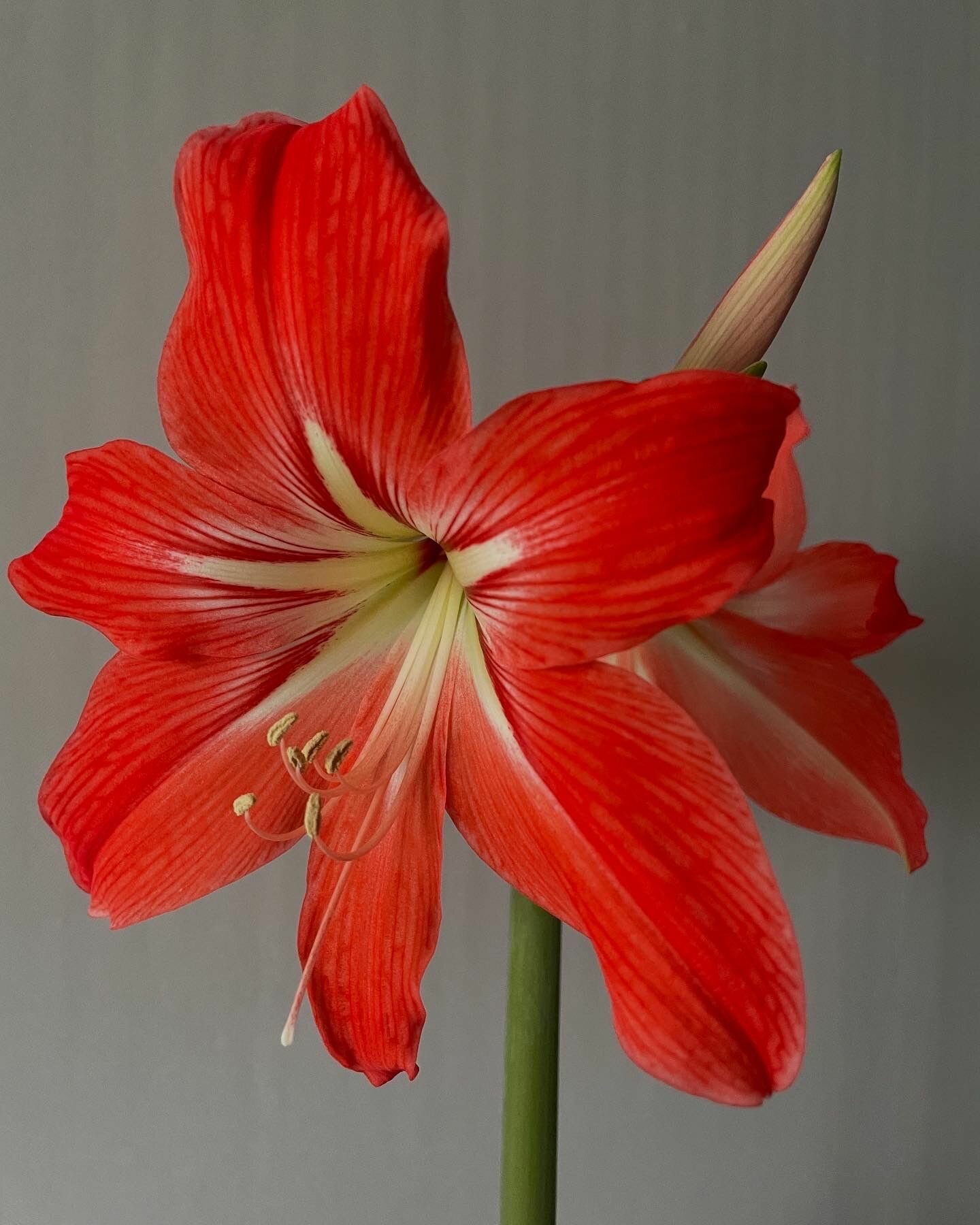 Гиппеаструм