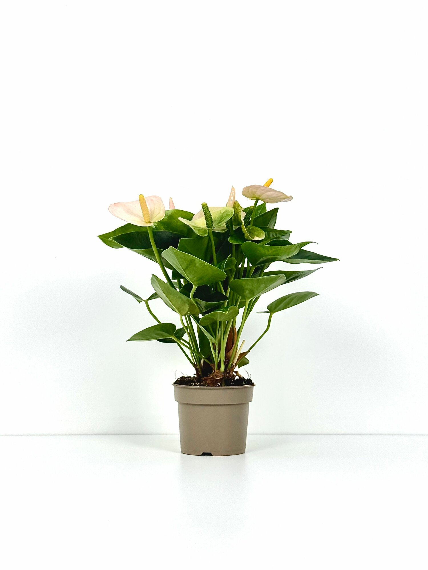 Антуриум розовый в кремовом кашпо с автополивом, высота 35см