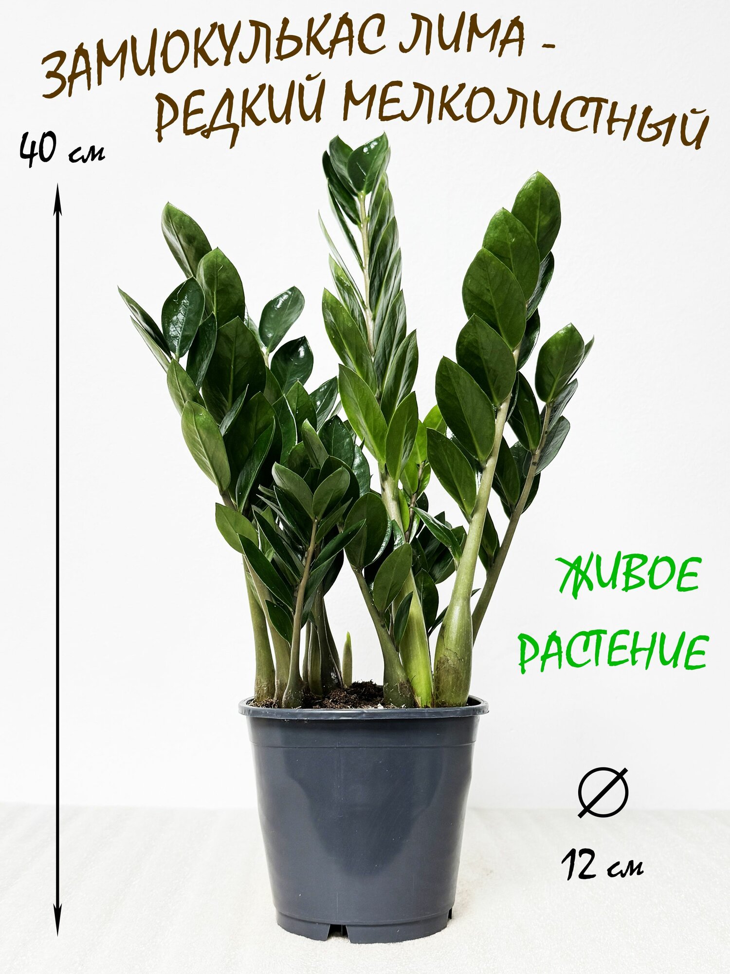 Замиокулькас Лима в горшке живой, PRO фикус живое растение, высота 40-45см