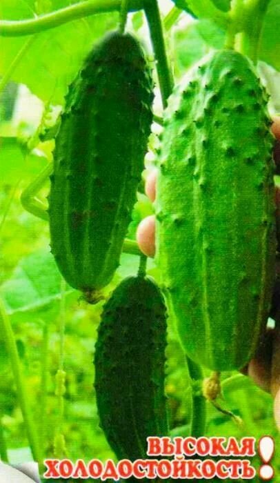 Коллекционные семена огурца Эскимос F1