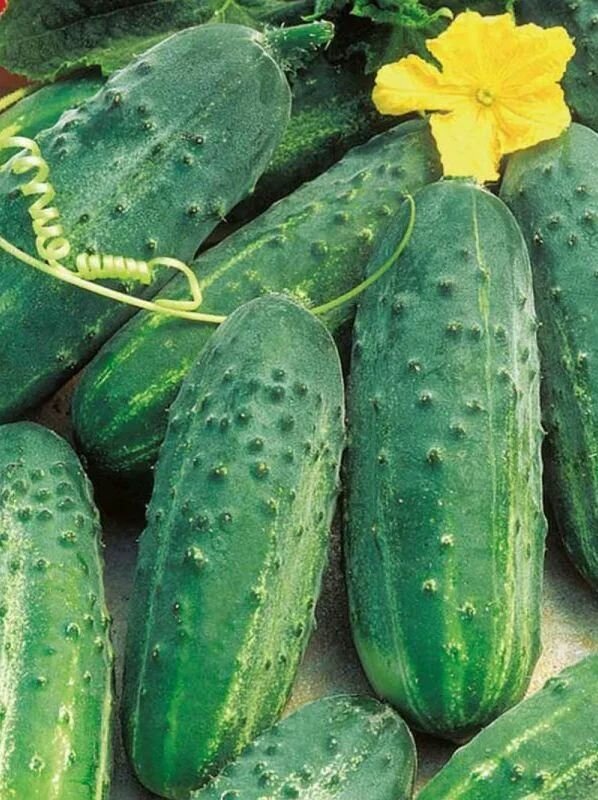 Коллекционные семена огурца Степной
