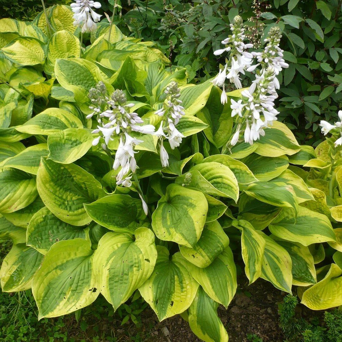 Хоста Велвет Мун (1 корневище в пакете с торфом), Нидерланды