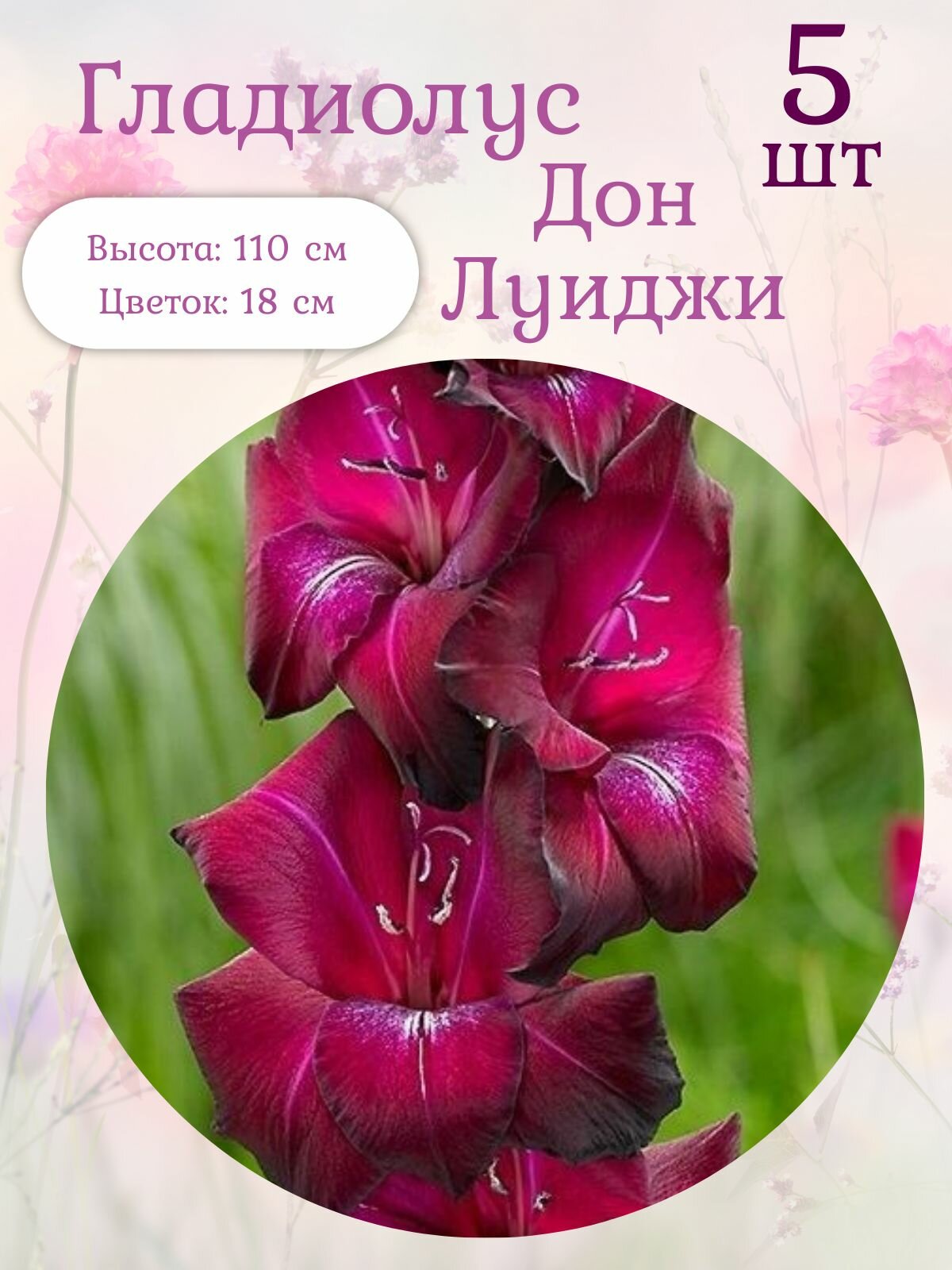 Гладиолусы, многолетние цветы, луковицы 5 шт.