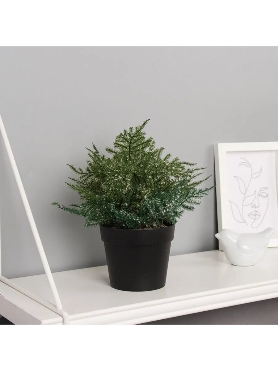 Живой бонсай для стильного интерьера