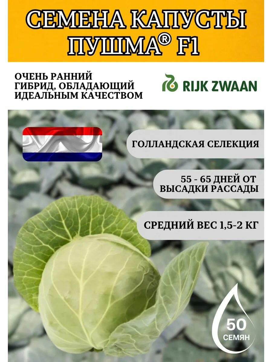 Семена Rijk Zwaan Пушма F1, капусты белокочанной, для открытого грунта, 50 штук