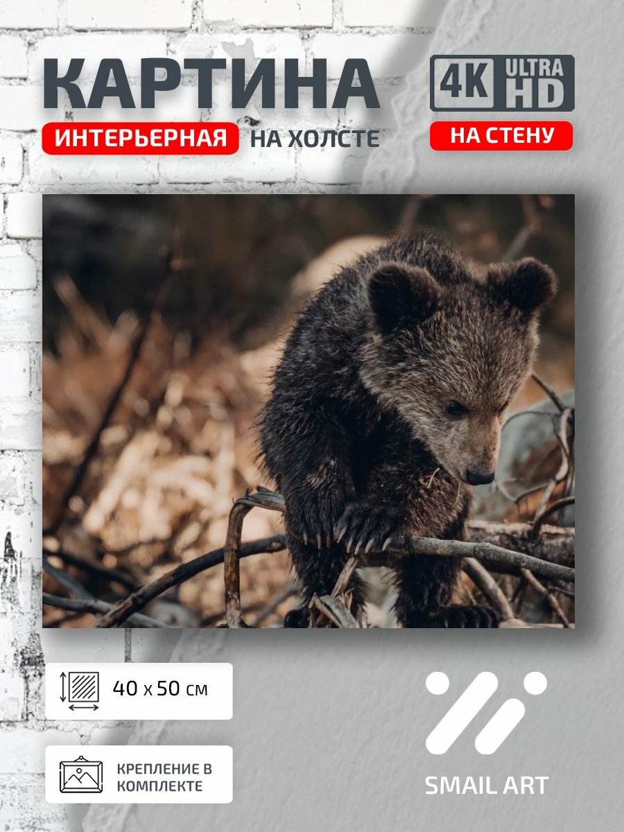 Картина на холсте интерьерная 40 на 50 на стену Медведь Animal для гостиной animal style