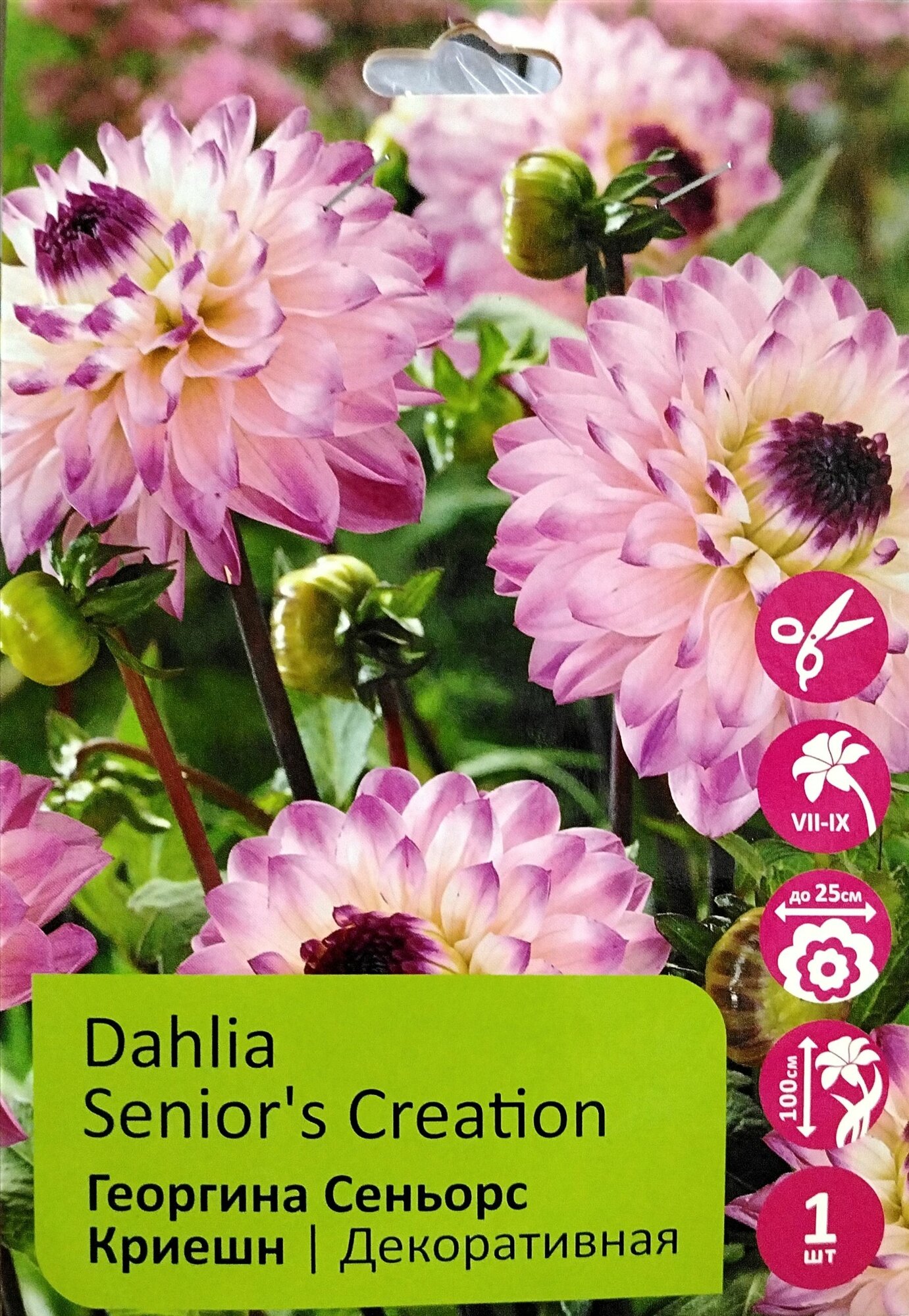 Георгина "Сеньорс Криешн" Декоративная