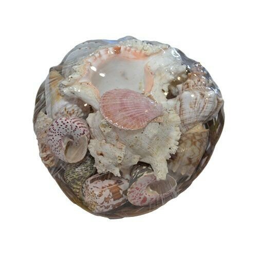 Набор ракушек 10' Фрукты моря с рамосусом