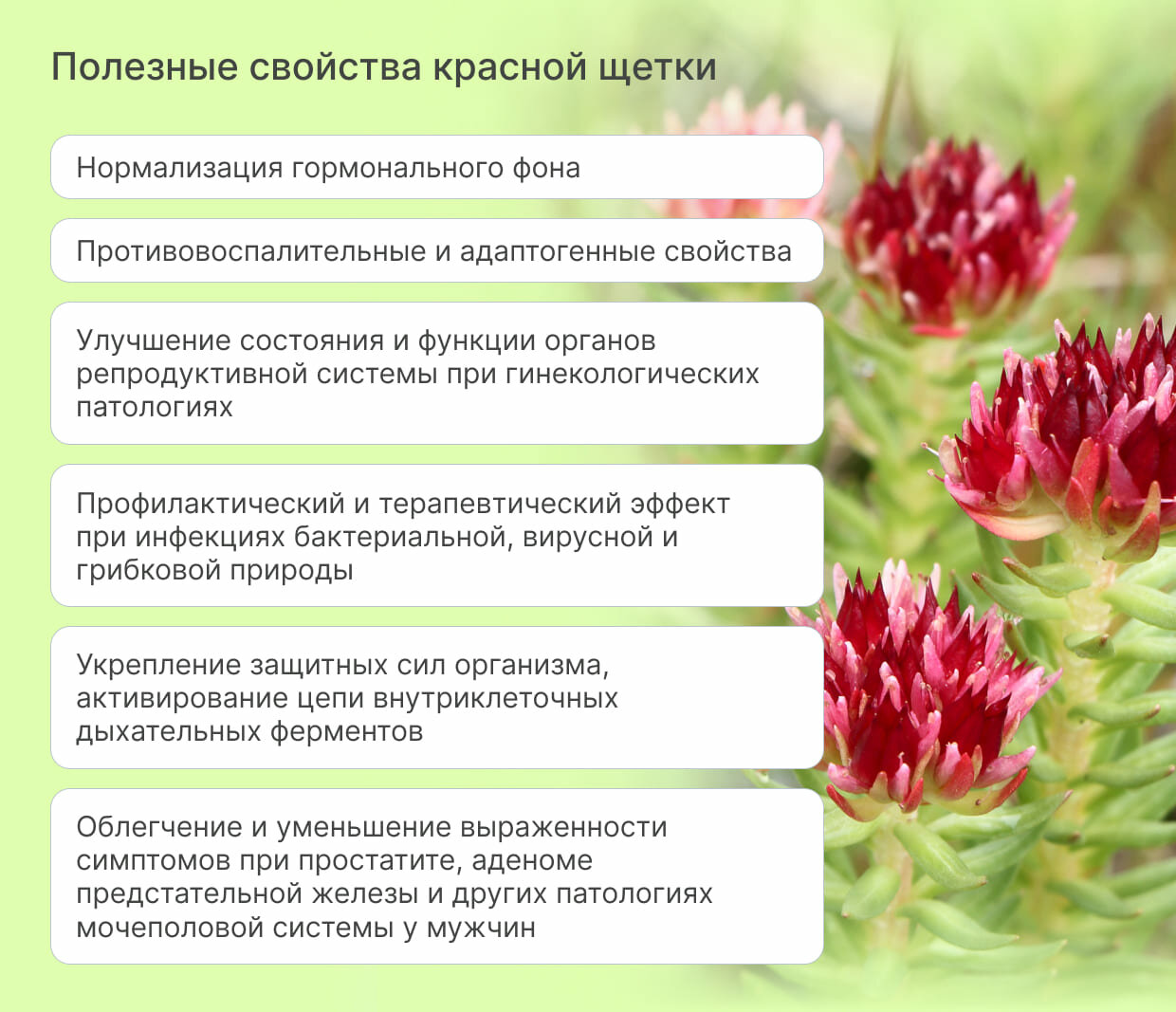 Красная щетка Донской травник корни 50 гр. Собрано в Сибири !