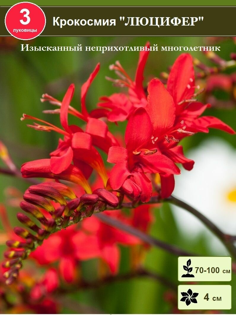 Луковицы Крокосмия Люцифер, в упаковке 3 шт