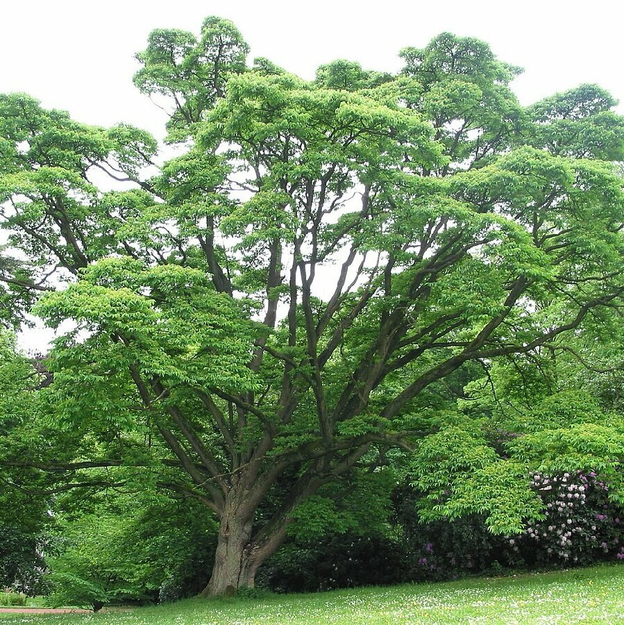 Семена Deodar SEEDS COMPANY Бархат амурский 10 шт.