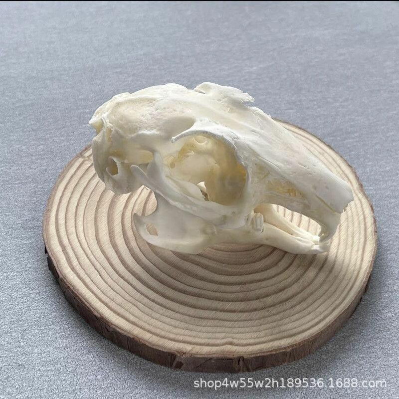 Кроличий череп (около 8 CM)