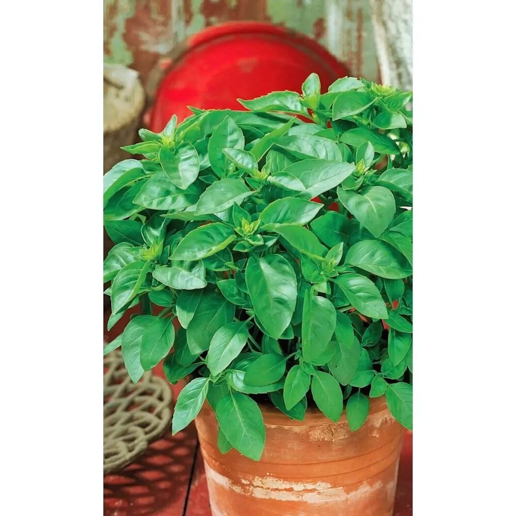 Семена базилика 'Свежий бриз' 0,25г, лимонный аромат, для кулинарии