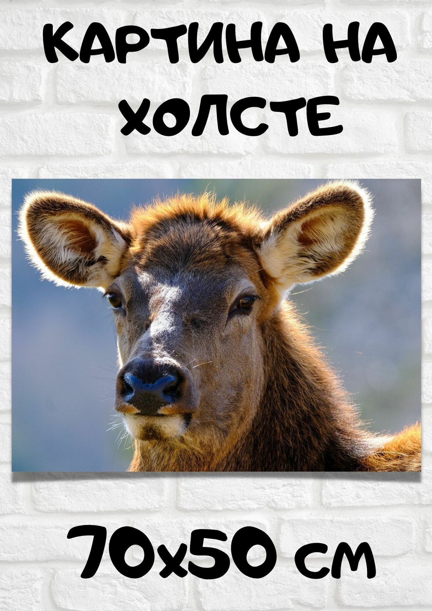 Картина с дикими животными "Лось без рогов" 70х50 см