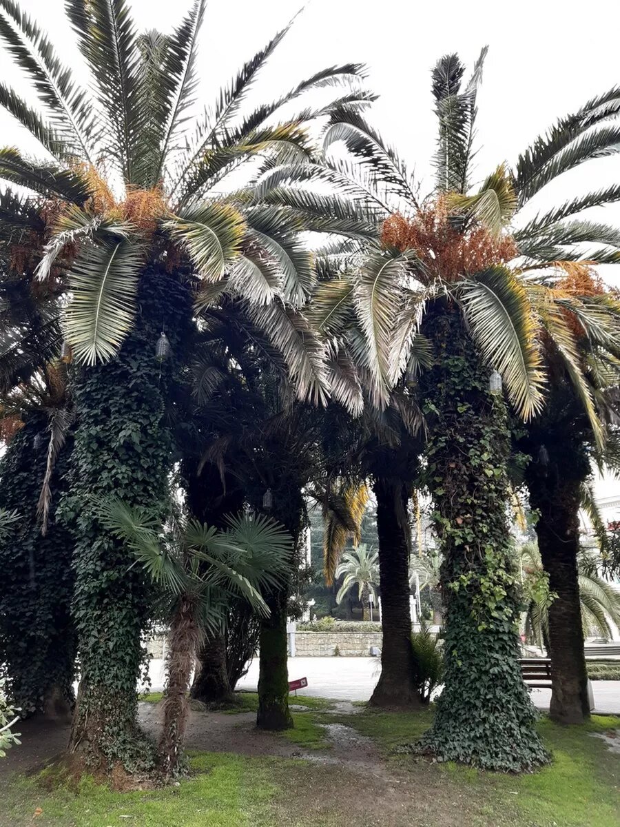 Пальма живая в горшке Финик Канарский 40-50 см