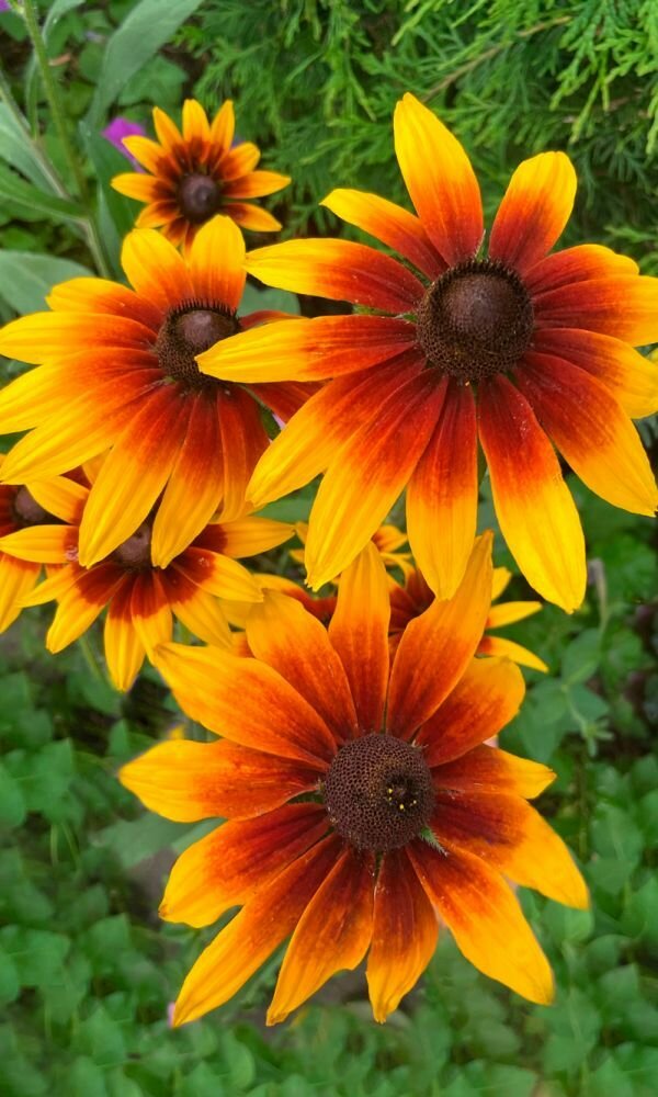 Семена Рудбекия Ламбада Уральский Дачник