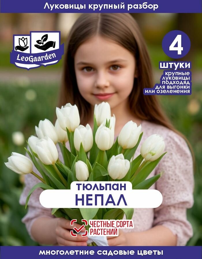 Тюльпан Луковица, Непал, 8 шт крупные