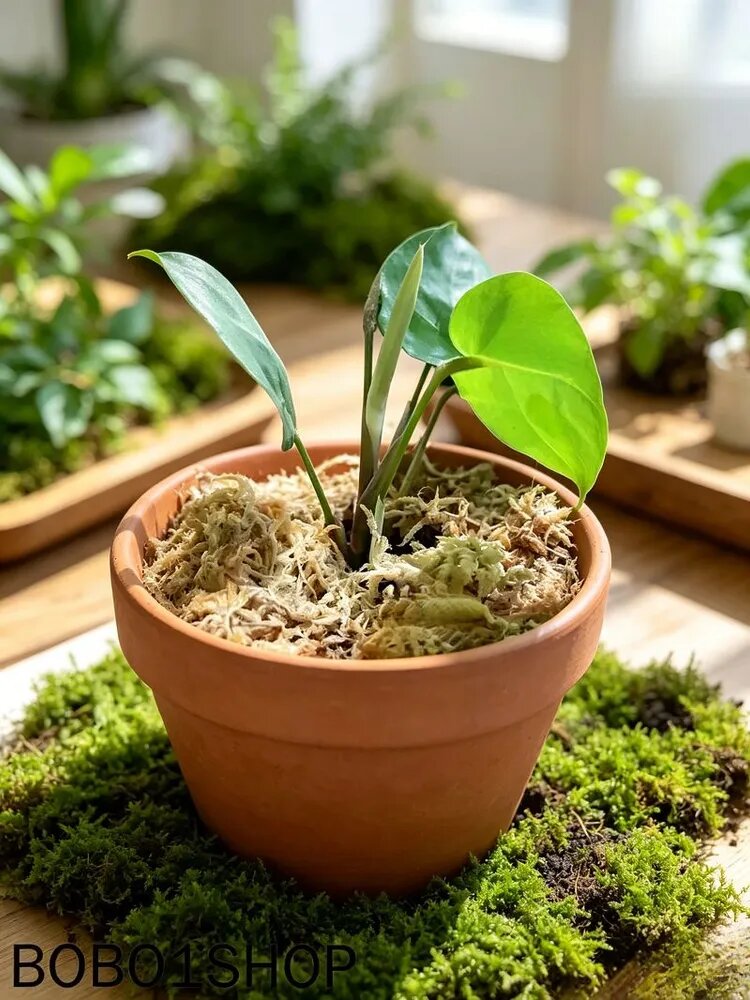 Мох новозеландский Spagmoss для орхидей, растений, террариумов, флорариумов, рептилий, улиток, пауков, 12 литров — фото 1
