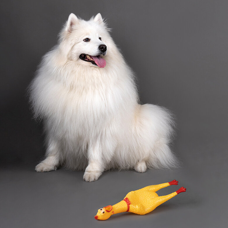 Игрушка - пищалка для собак "Громкая орущая курица", длина: 30 см