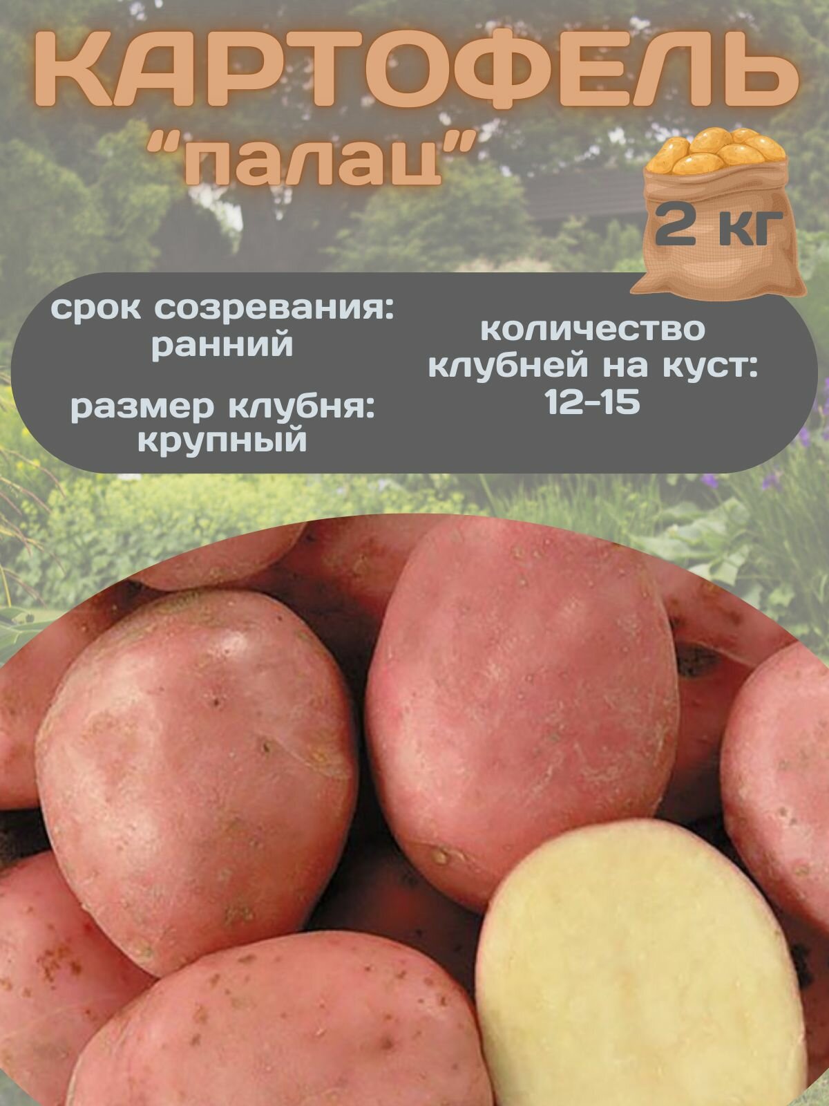Картофель семенной Палац 2 кг, на посадку