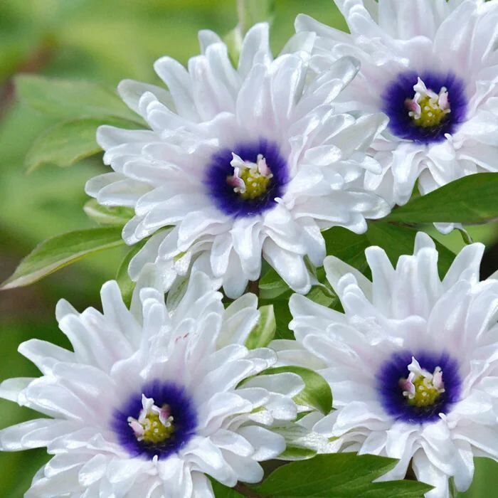 Анемона дубравная Блу Айс 1шт