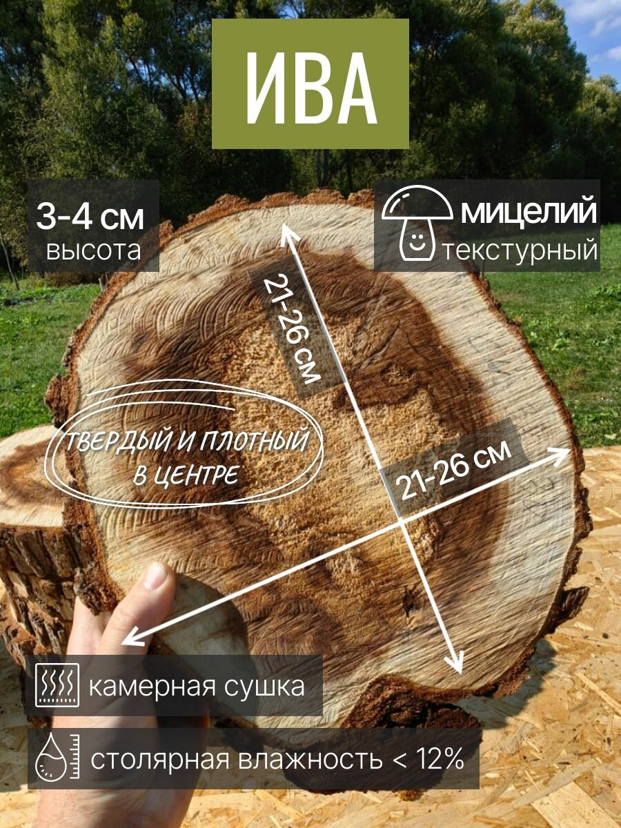 Спил дерева с Мицелием, текстурный, Ива 21-26 см, срезы, для декора и творчества, деревянные заготовки