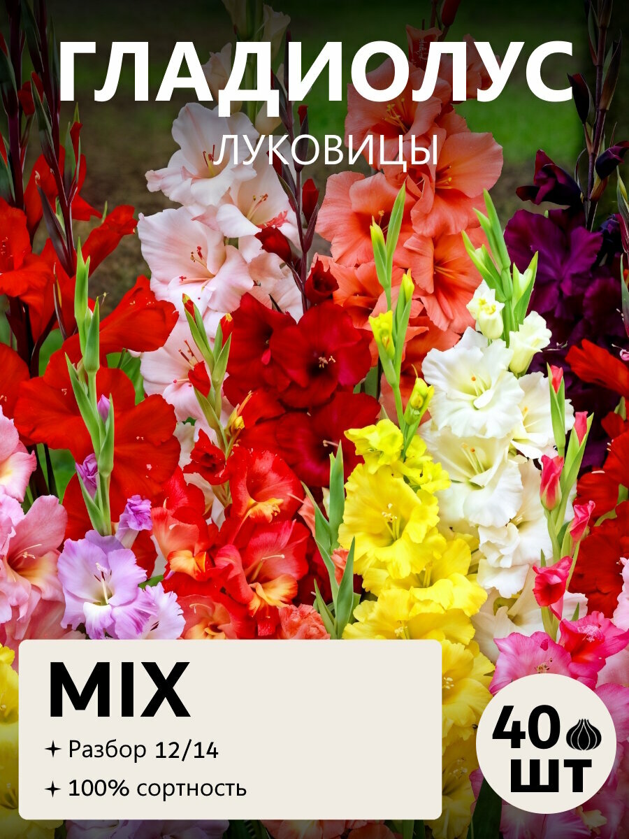 Гладиолусы луковицы крупноцветковые Микс, 40 шт