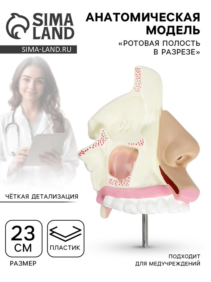 Анатомическая модель Ротовая полость в разрезе