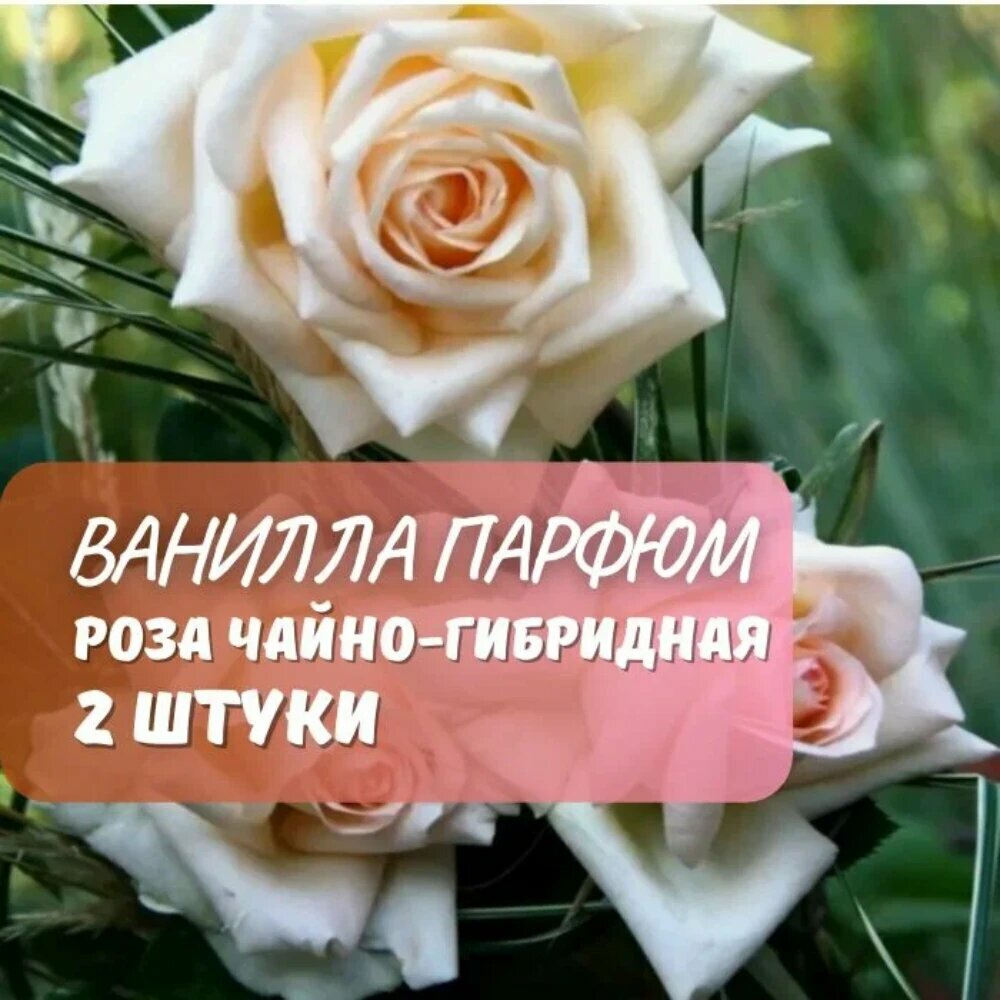 Роза чайно-гибридная Ванилла Парфюм (Vanilla Perfume) / 2 шт, ароматный сорт