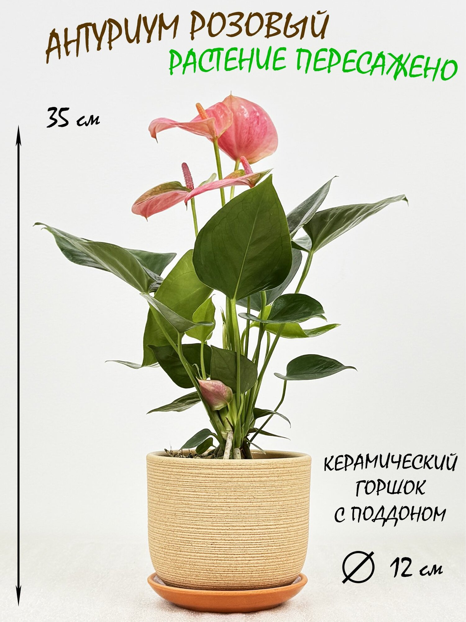 Антуриум розовый в кремовом керамическом горшке с поддоном, высота 30-35см